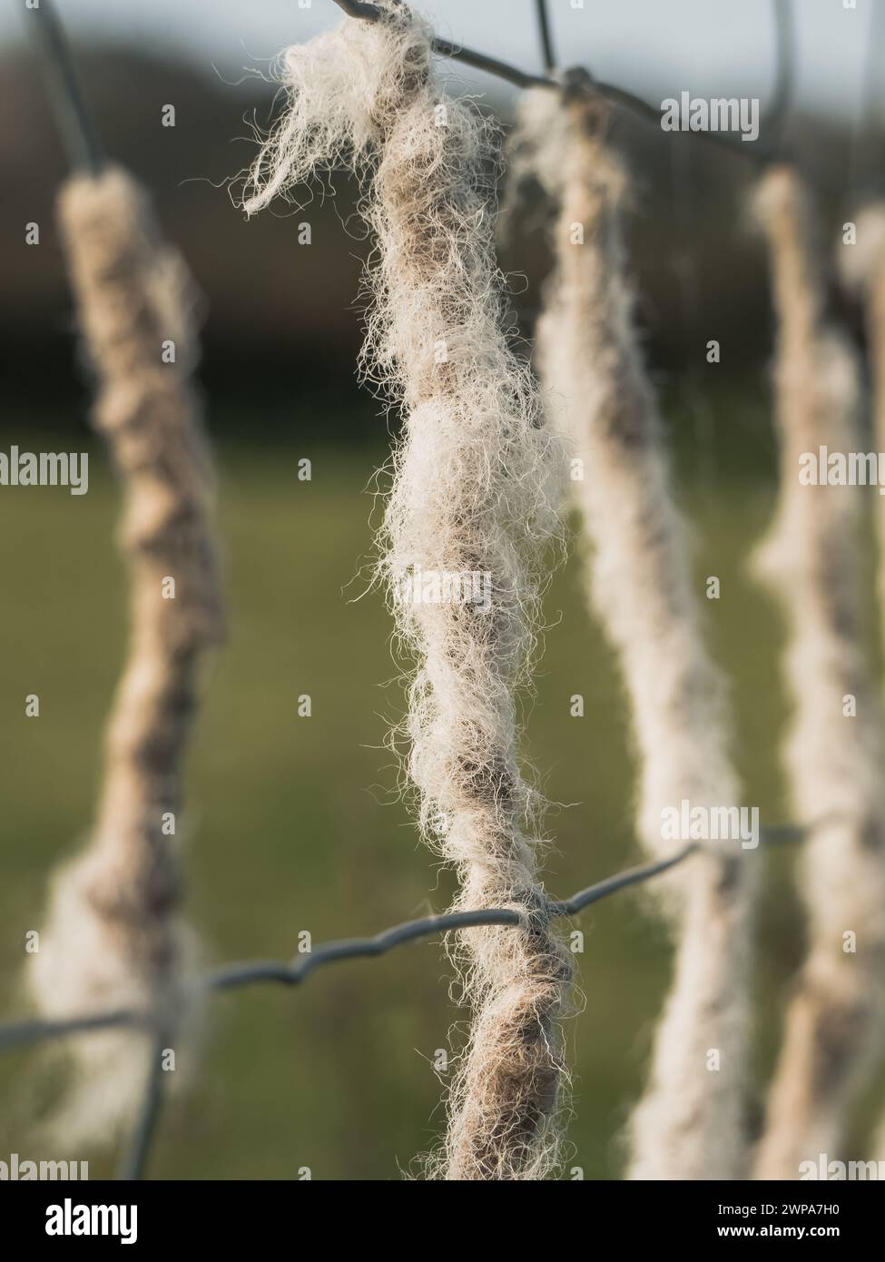 Sheep stuck in fence hi-res stock photography and images - Alamy