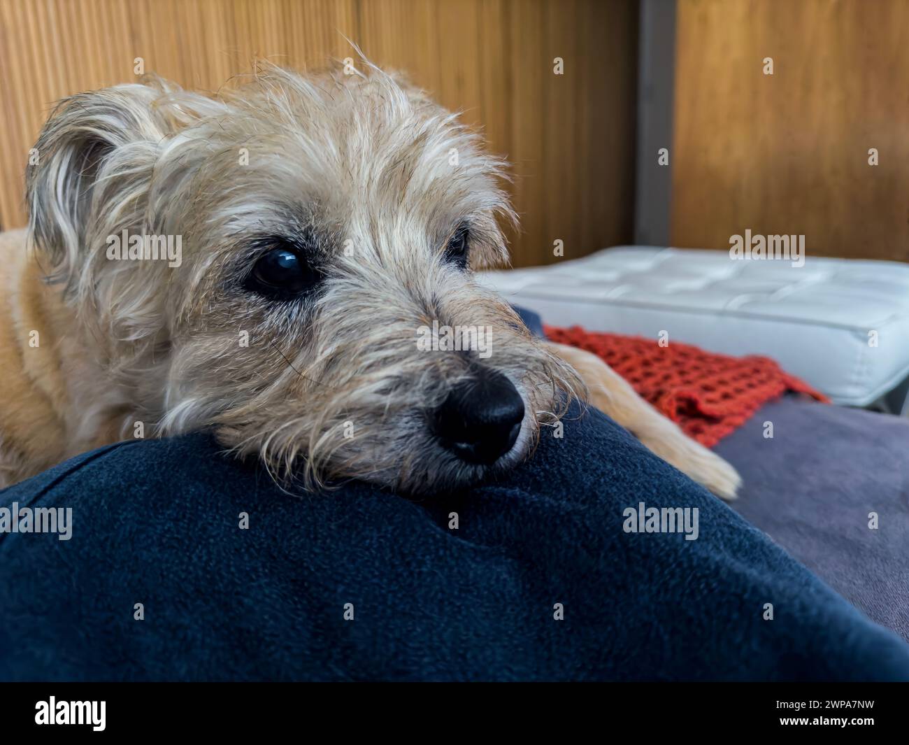 Smart eyes of a cute dog, searching for something Stock Photo - Alamy