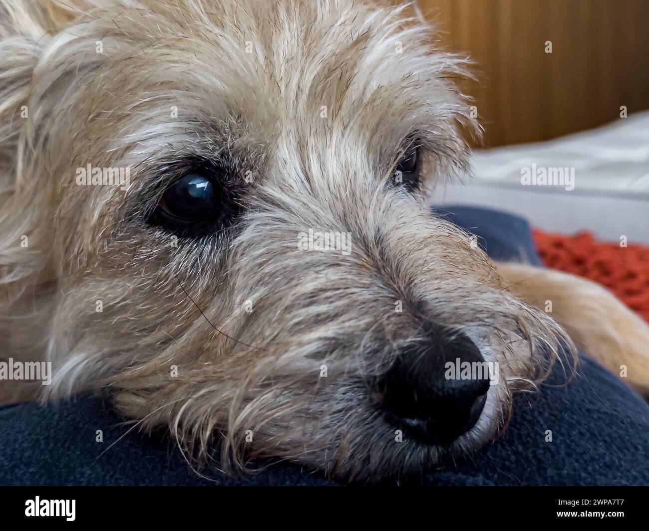 Smart eyes of a cute dog, searching for something Stock Photo - Alamy
