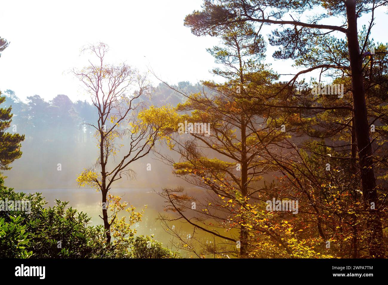 Sunbeams shining though trees in a forest trail around the Blue Pool ...