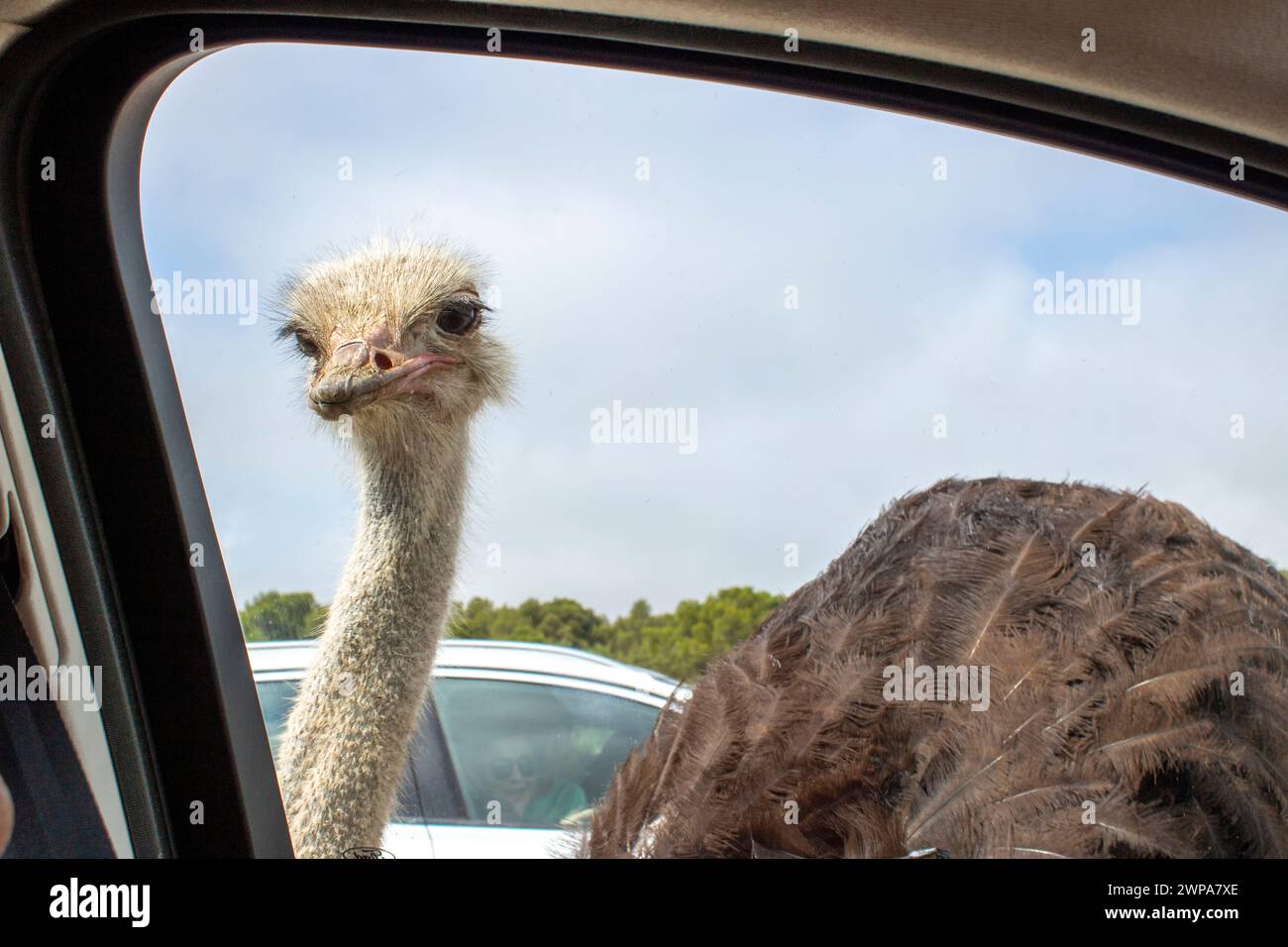 Female ostrich walking among the cars Stock Photo - Alamy