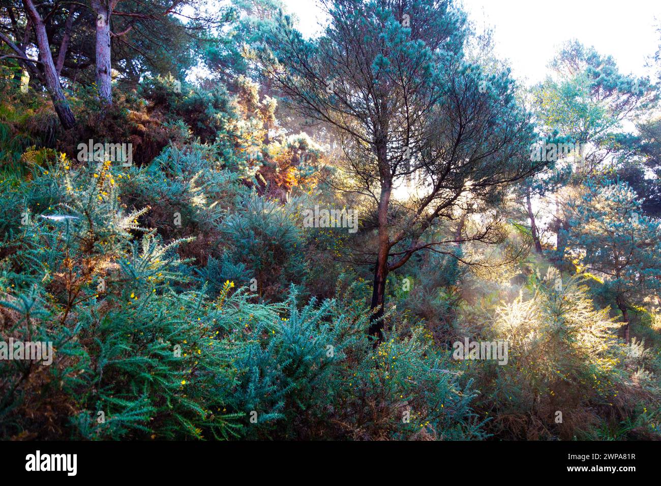 Sunbeams shining though trees in a forest trail around the Blue Pool ...