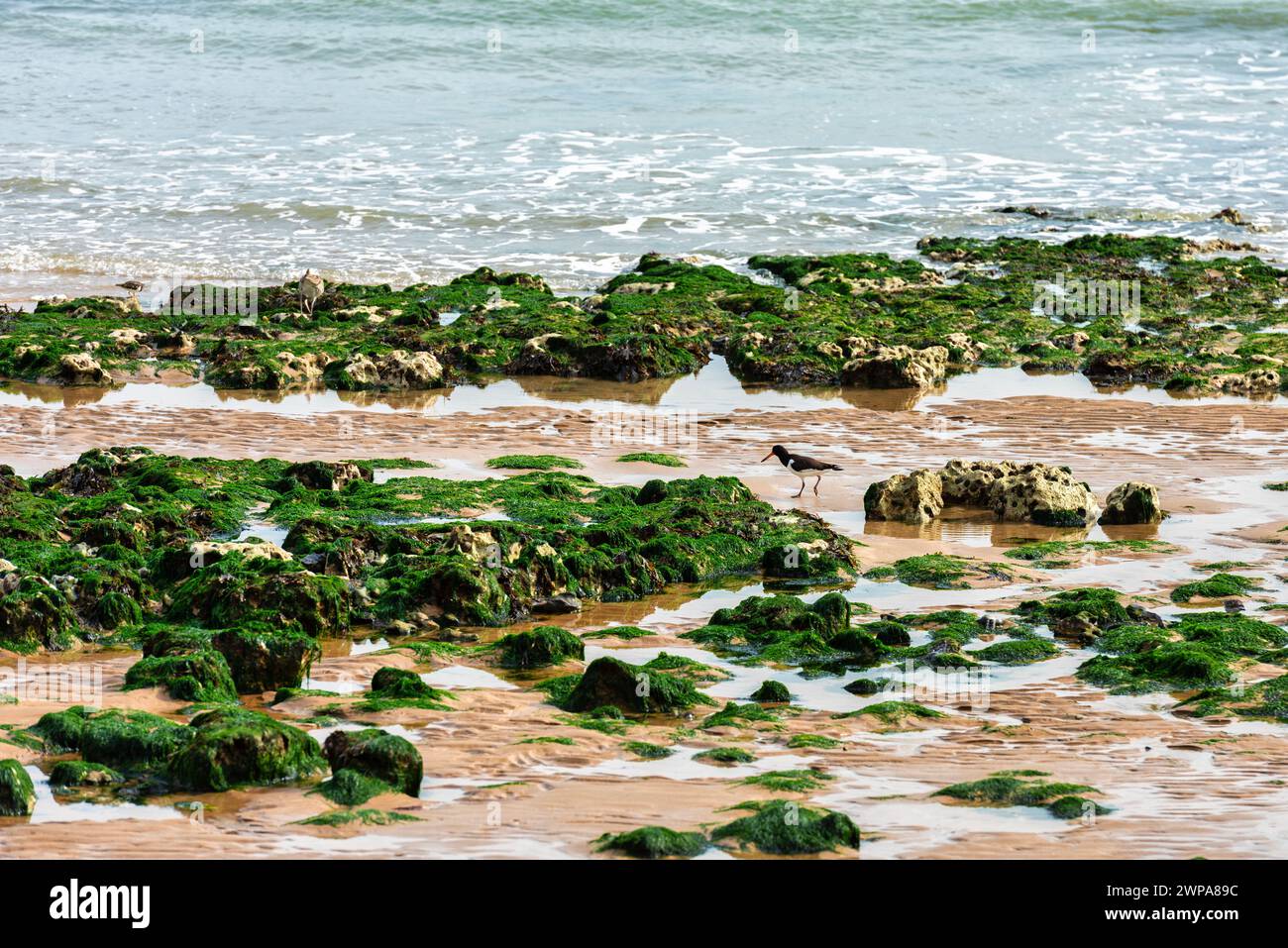 Water seaweed rocks hi-res stock photography and images - Alamy