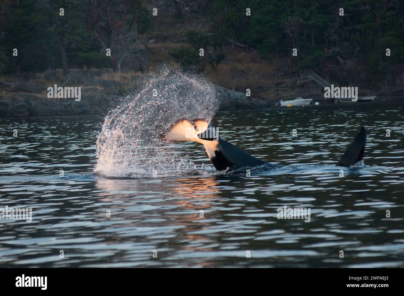 Transient Orca or Bigg's Killer Whale, Salish Sea, British Columbia ...