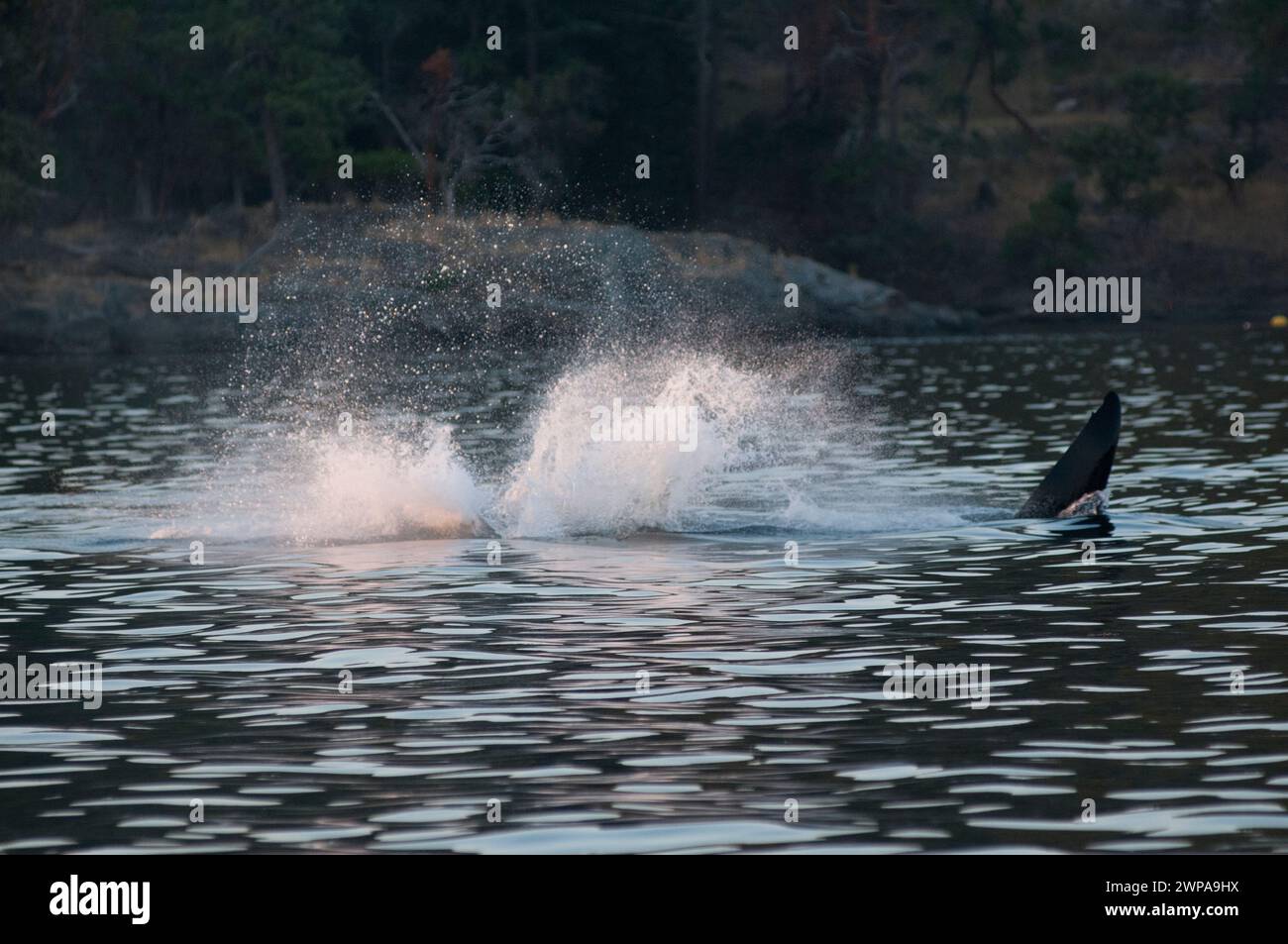 Transient Orca or Bigg's Killer Whale, Salish Sea, British Columbia ...