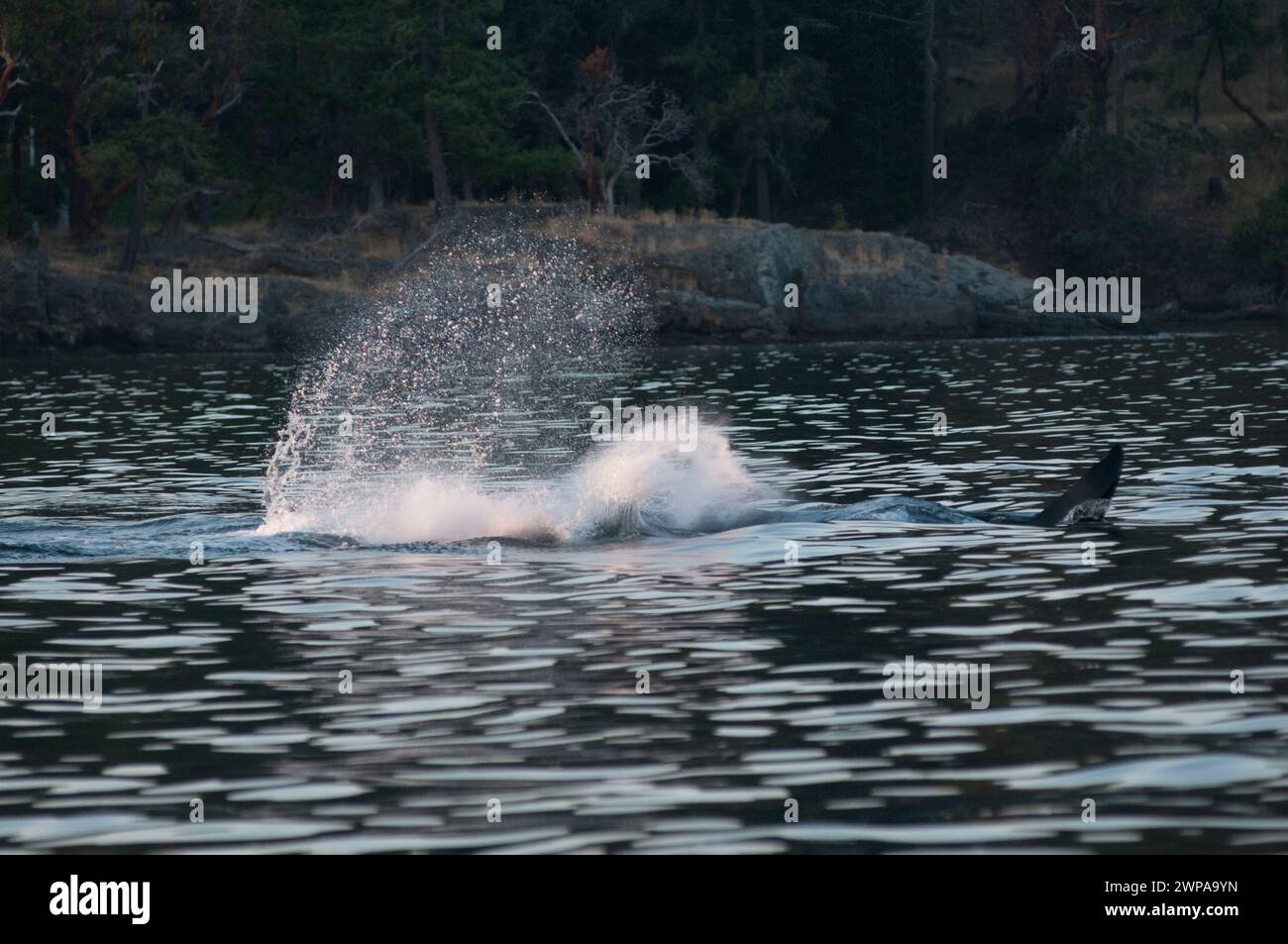 Transient Orca or Bigg's Killer Whale, Salish Sea, British Columbia ...