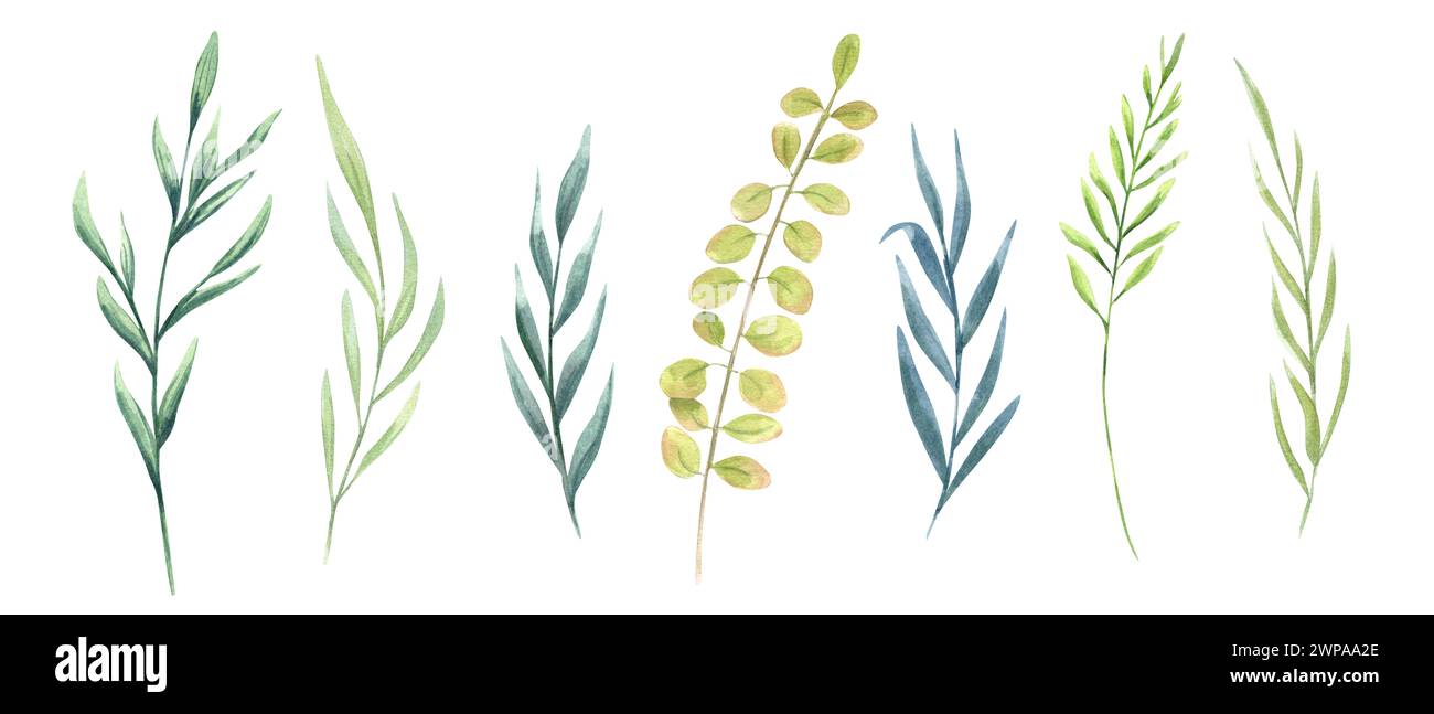 Set of watercolor herbs. Meadow wild plants. Provence abstract grass ...
