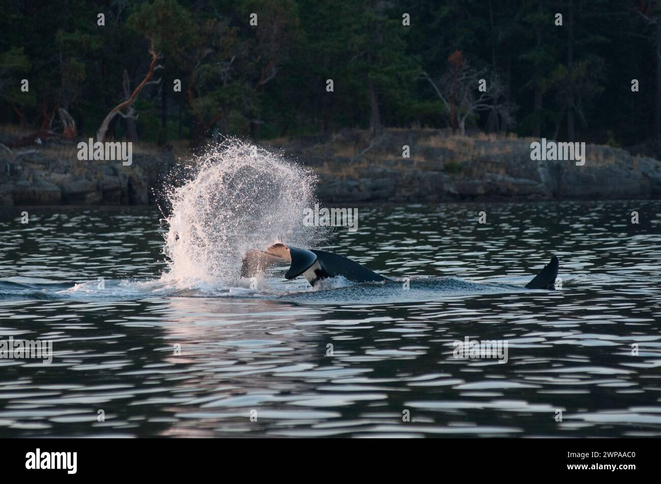Transient Orca or Bigg's Killer Whale, Salish Sea, British Columbia ...