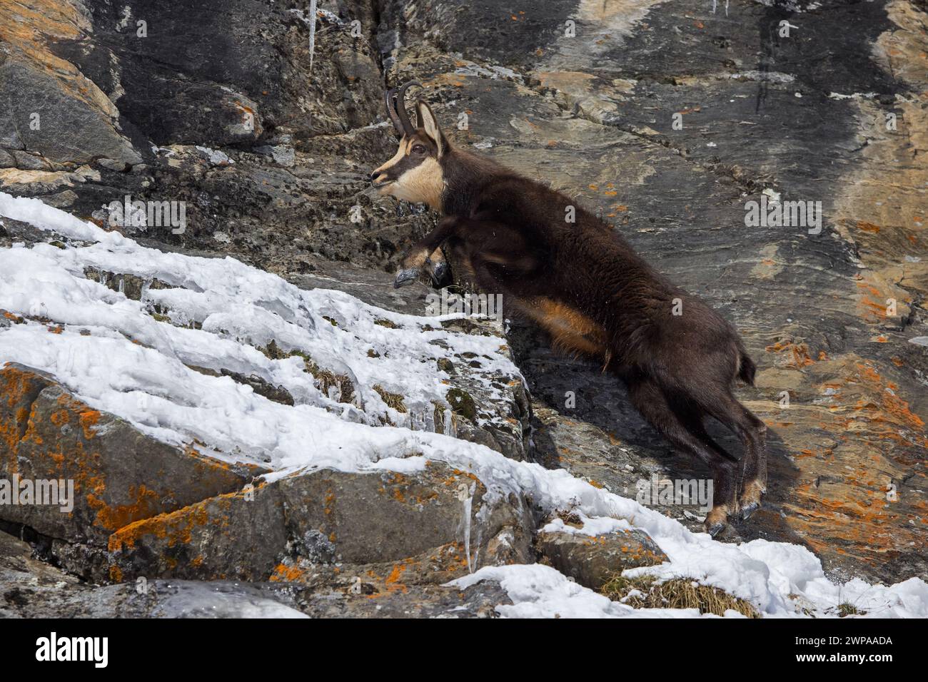 Alpine chamois (Rupicapra rupicapra) male in dark winter coat jumping ...