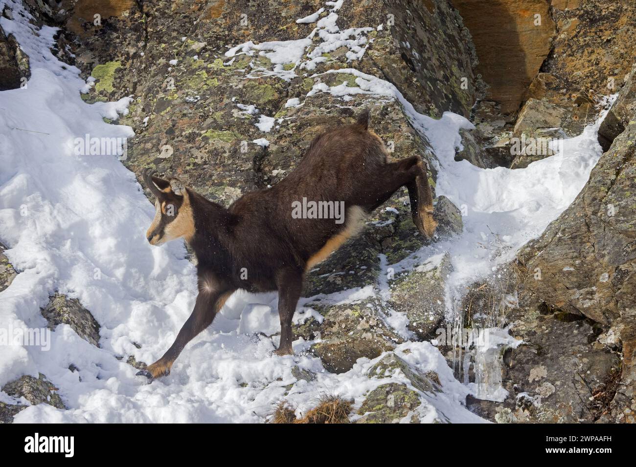 Alpine chamois (Rupicapra rupicapra) fleeing male in dark winter coat ...
