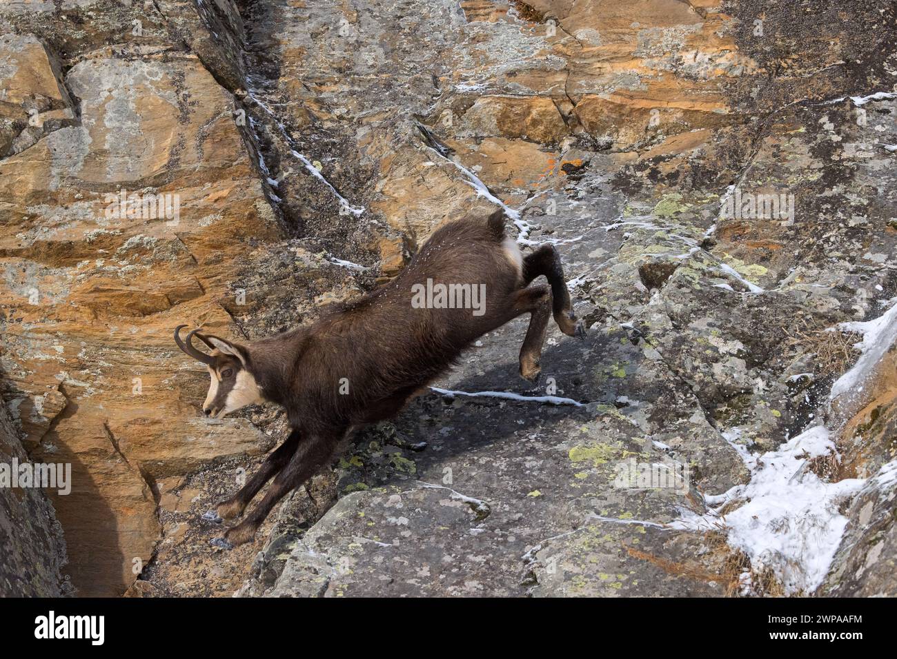 Alpine chamois (Rupicapra rupicapra) fleeing male in dark winter coat ...