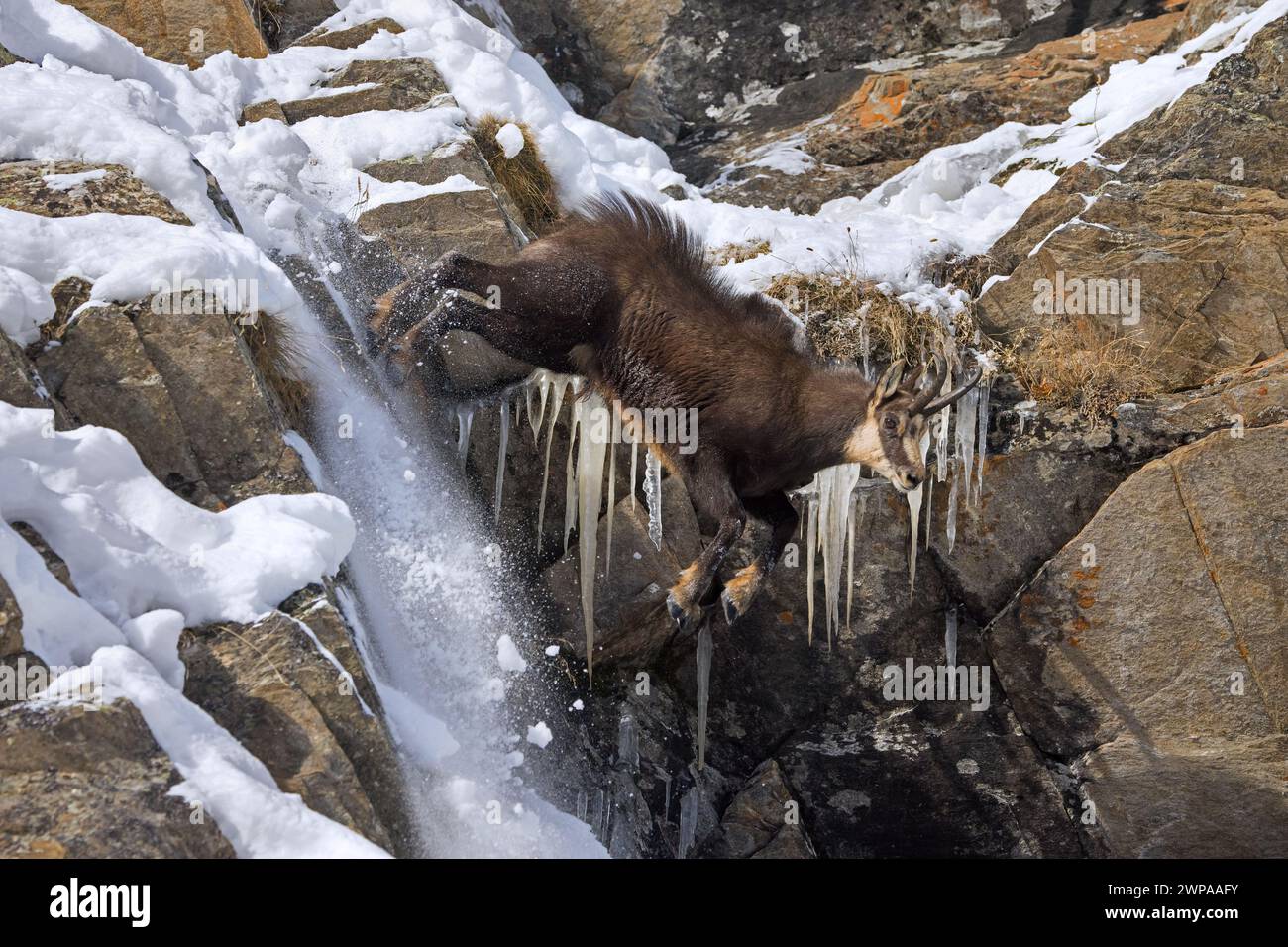 Alpine chamois (Rupicapra rupicapra) fleeing male in dark winter coat ...