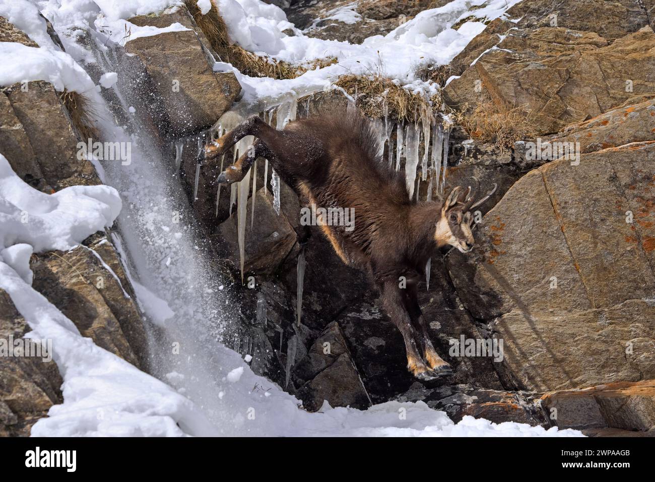 Alpine chamois (Rupicapra rupicapra) fleeing male in dark winter coat ...
