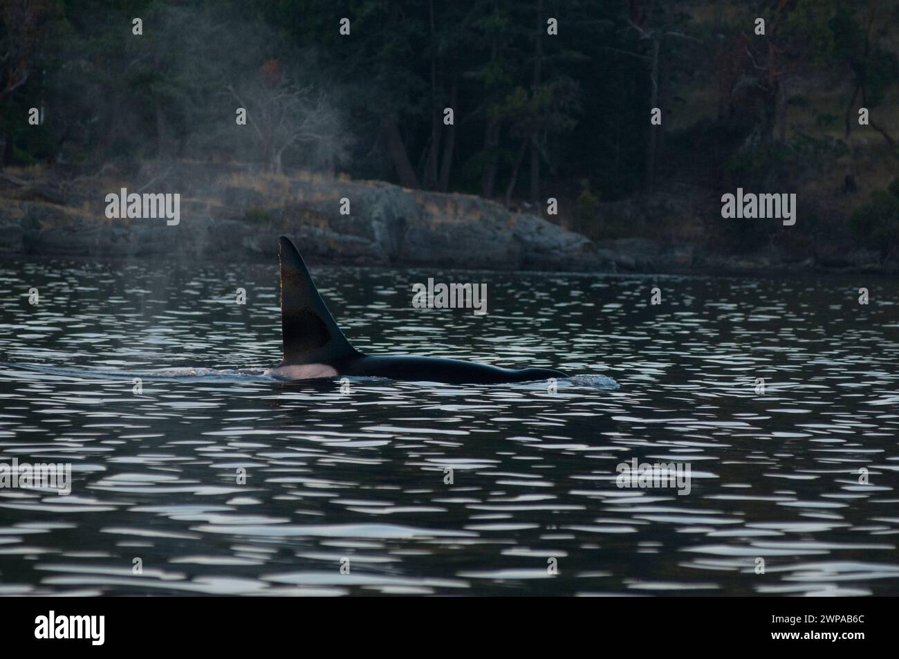 Transient Orca or Bigg's Killer Whale, Salish Sea, British Columbia ...