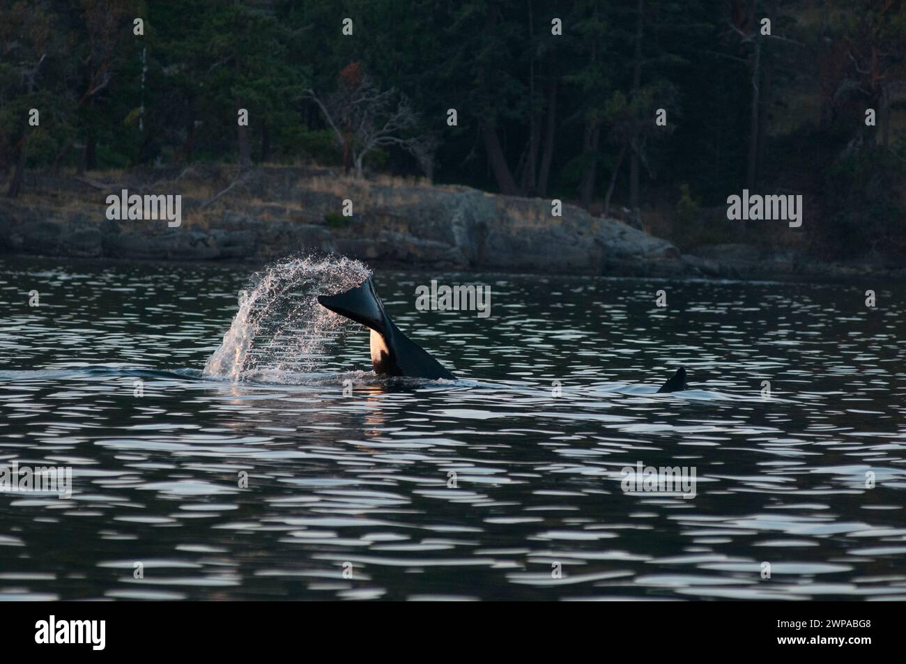 Transient Orca or Bigg's Killer Whale, Salish Sea, British Columbia ...