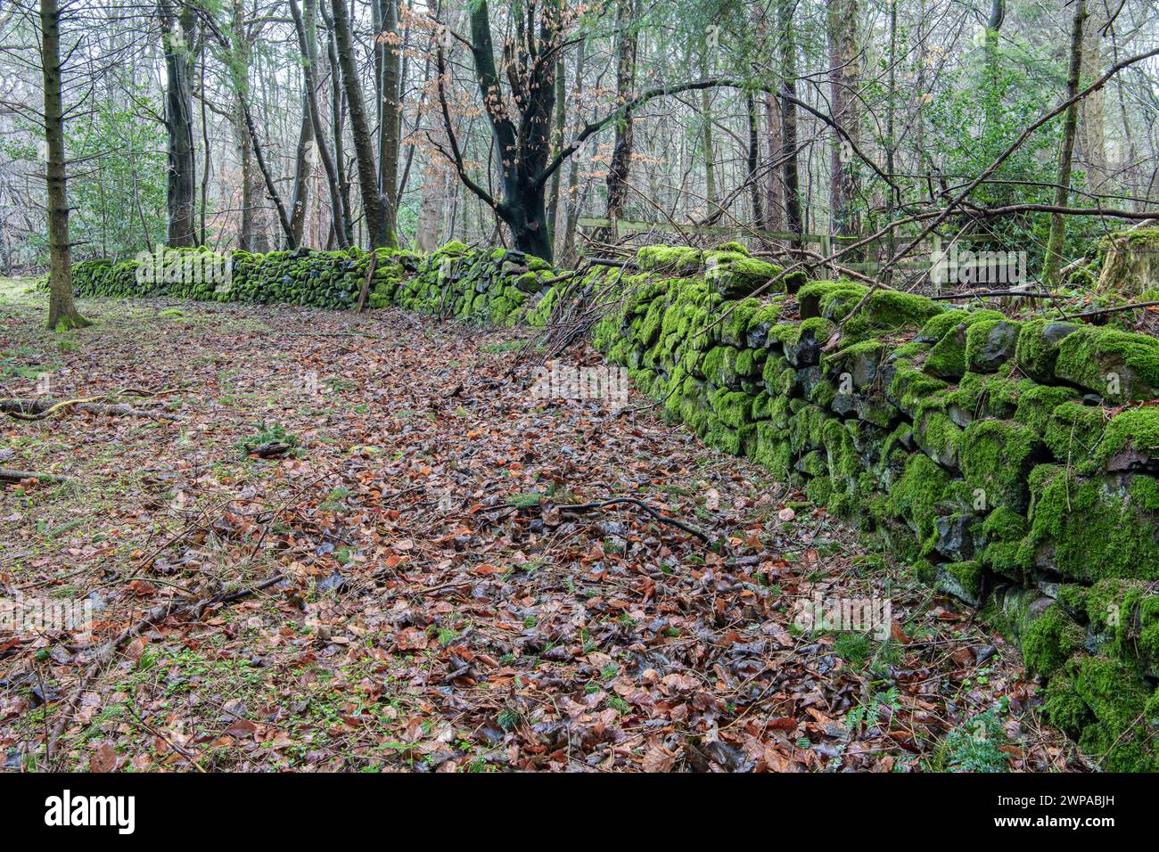 Moss Covered dry stone wall in Divet Ha Wood in the Scottish Borders ...
