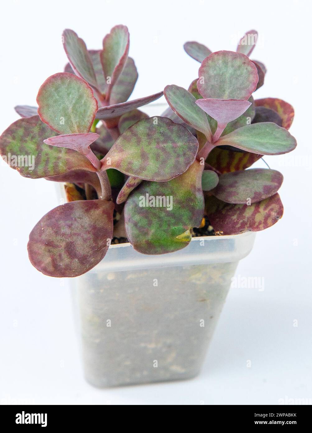 Kalanchoe humilis plant succulent in pot. Green little flower on white ...