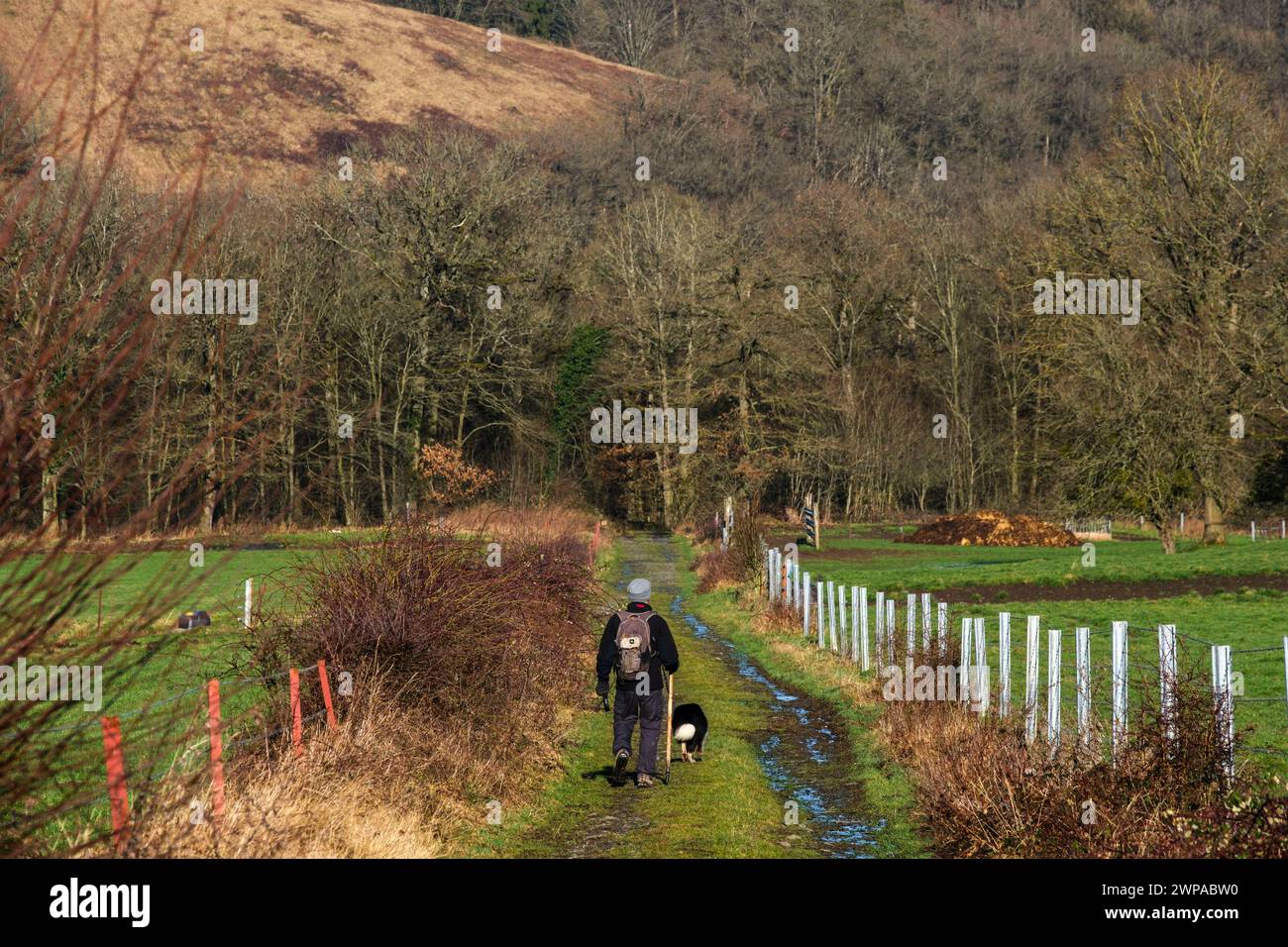 Walking or trailing with a dog on a countryside path | Marcher avec son ...