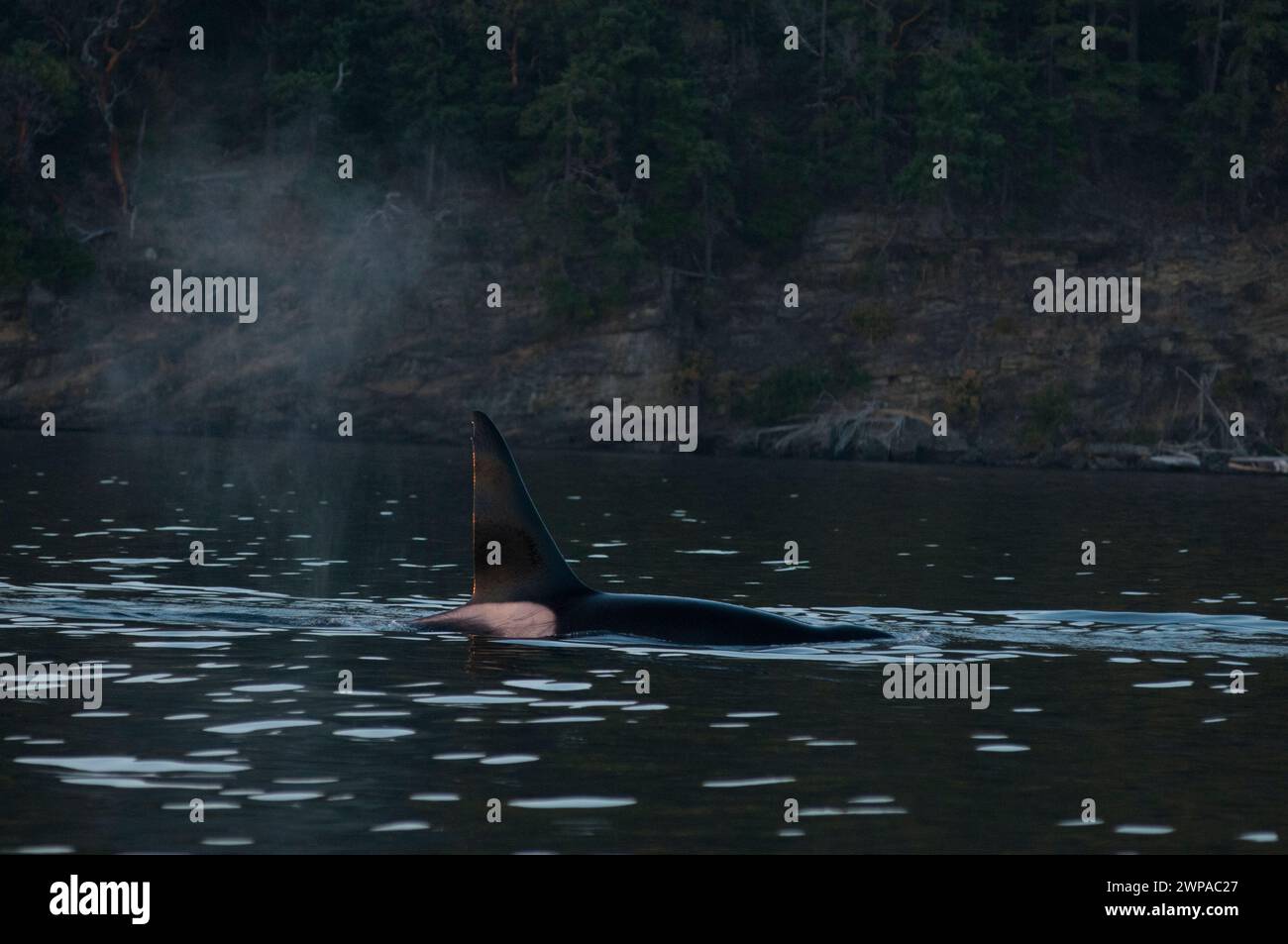 Transient Orca or Bigg's Killer Whale, Salish Sea, British Columbia ...