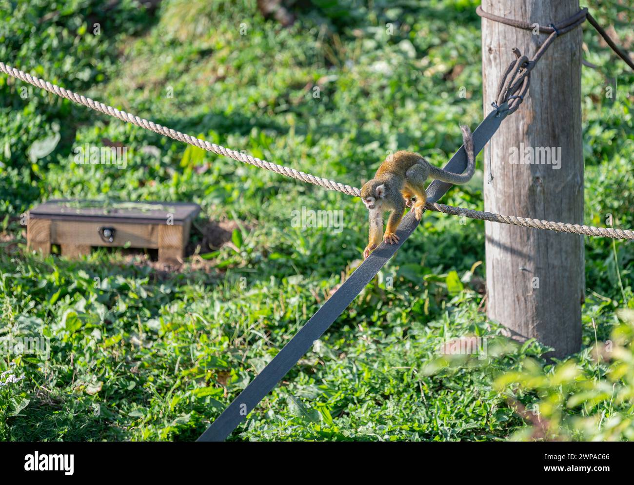 Common squirrel monkeys at Edinburgh Zoo, Edinburgh, Scotland Stock ...