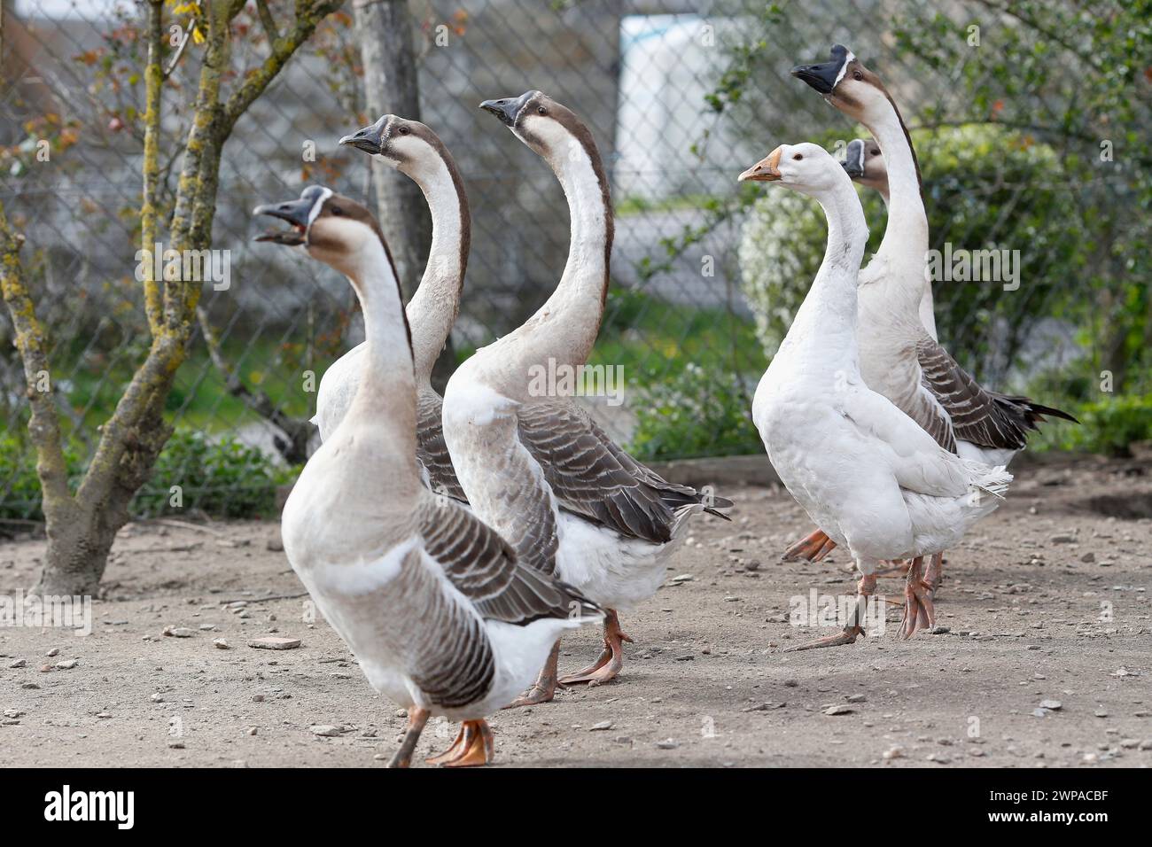 Several geese in a farmyard on March 6, 2024, in Bóveda, Lugo, Galicia ...