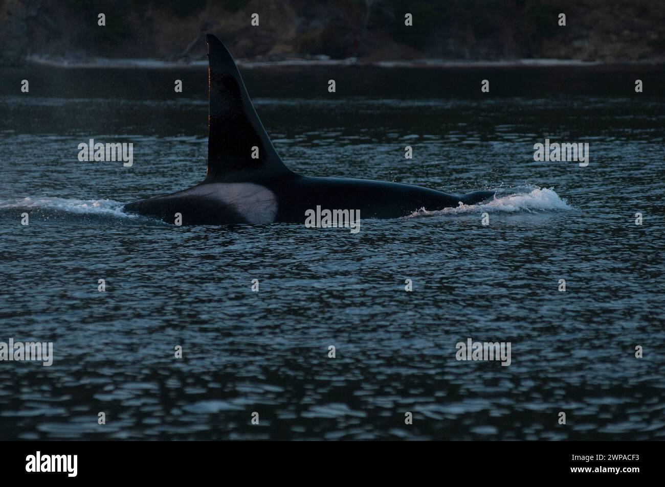 Transient Orca or Bigg's Killer Whale, Salish Sea, British Columbia ...