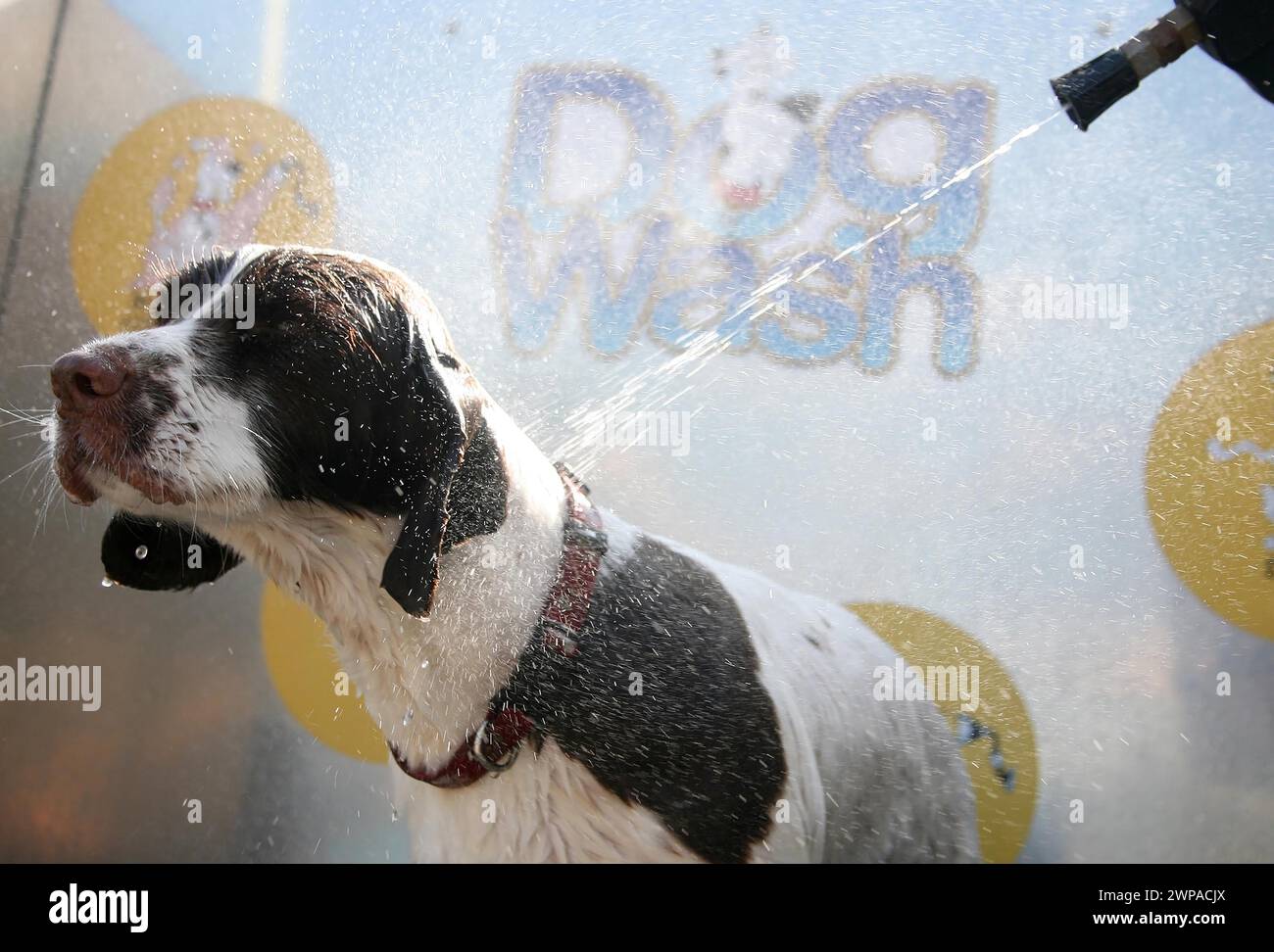 Automatic dog wash machine hi-res stock photography and images - Alamy