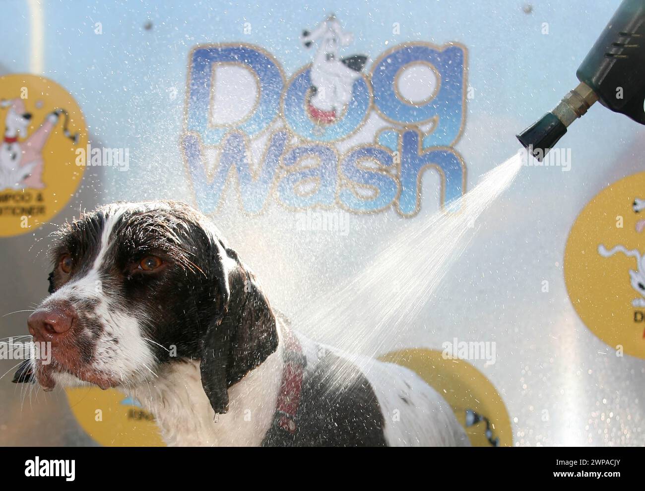 06/09/07 Springer Spaniel, Monty (5), cools off at the Dog Wash machine ...