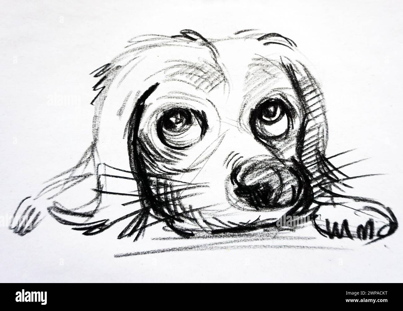 Art Drawing Sketch out line Face Cute bulldog background from thailand ...