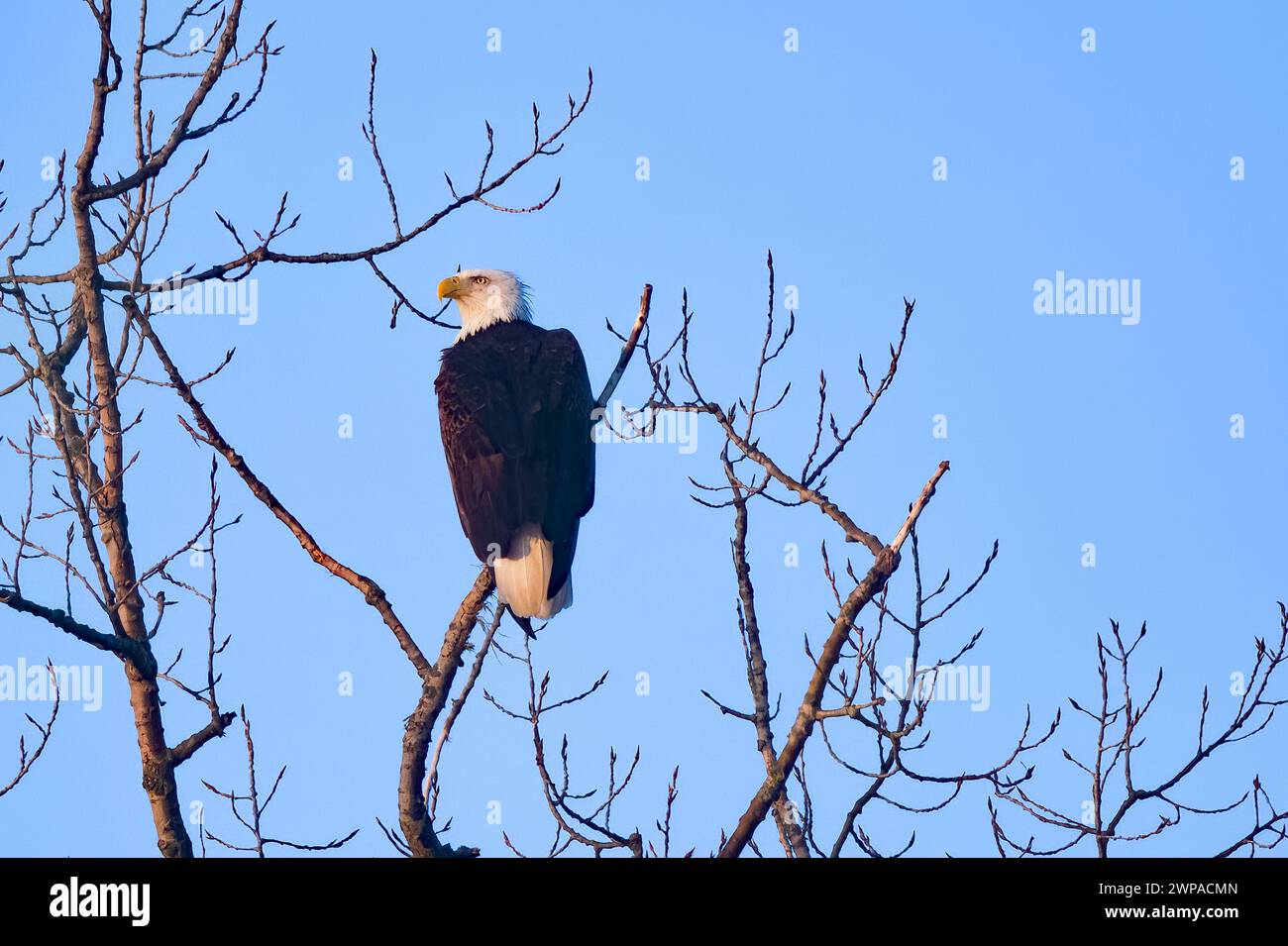American Bald Eagle Stock Photo - Alamy