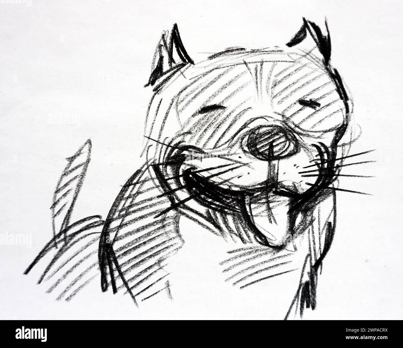 Art Drawing Sketch out line Face Cute bulldog background from thailand ...