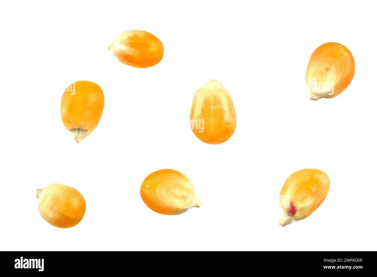 Macro shot sweet corn seed isolated on white background. Sweet corn ...