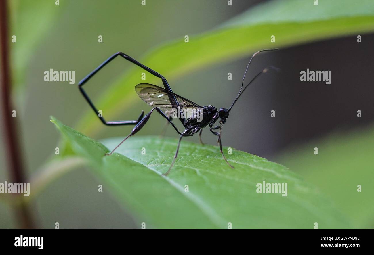 A close up macro of an American pelecinid wasp on a green leaf in the ...
