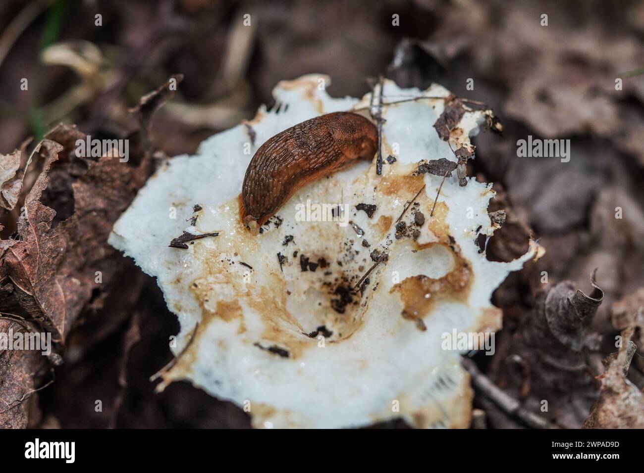 A closeup of a slug on top and eating a fungi mushroom Stock Photo - Alamy