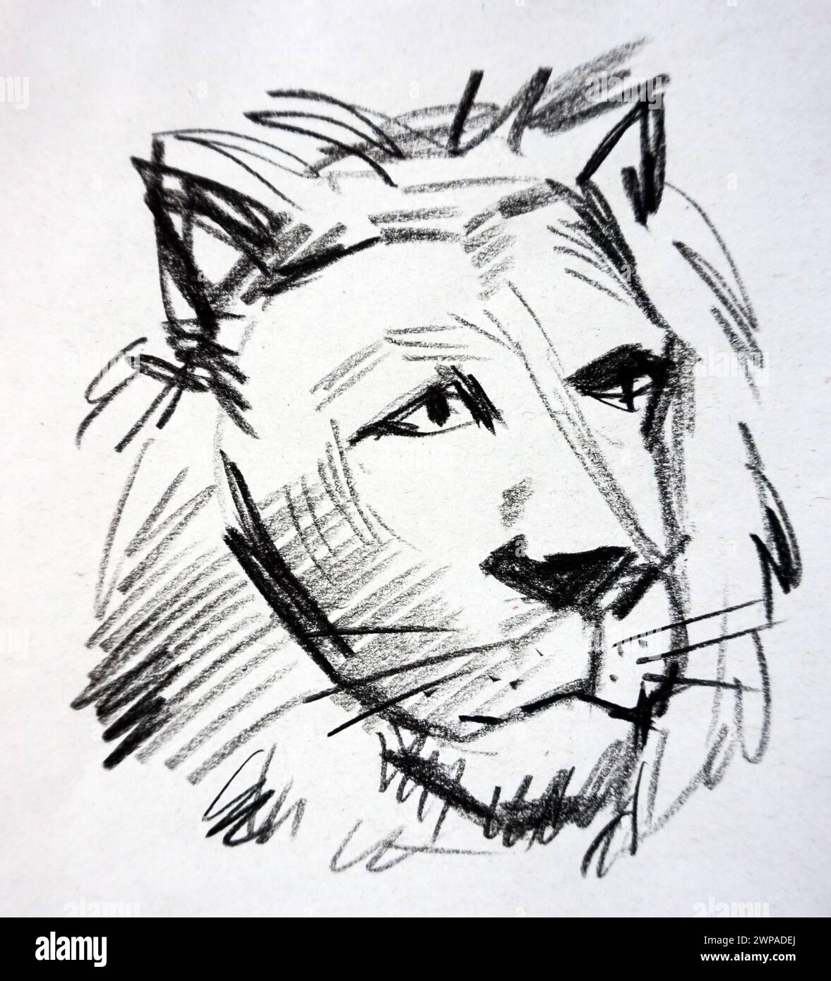 Lion line drawing hi-res stock photography and images - Alamy