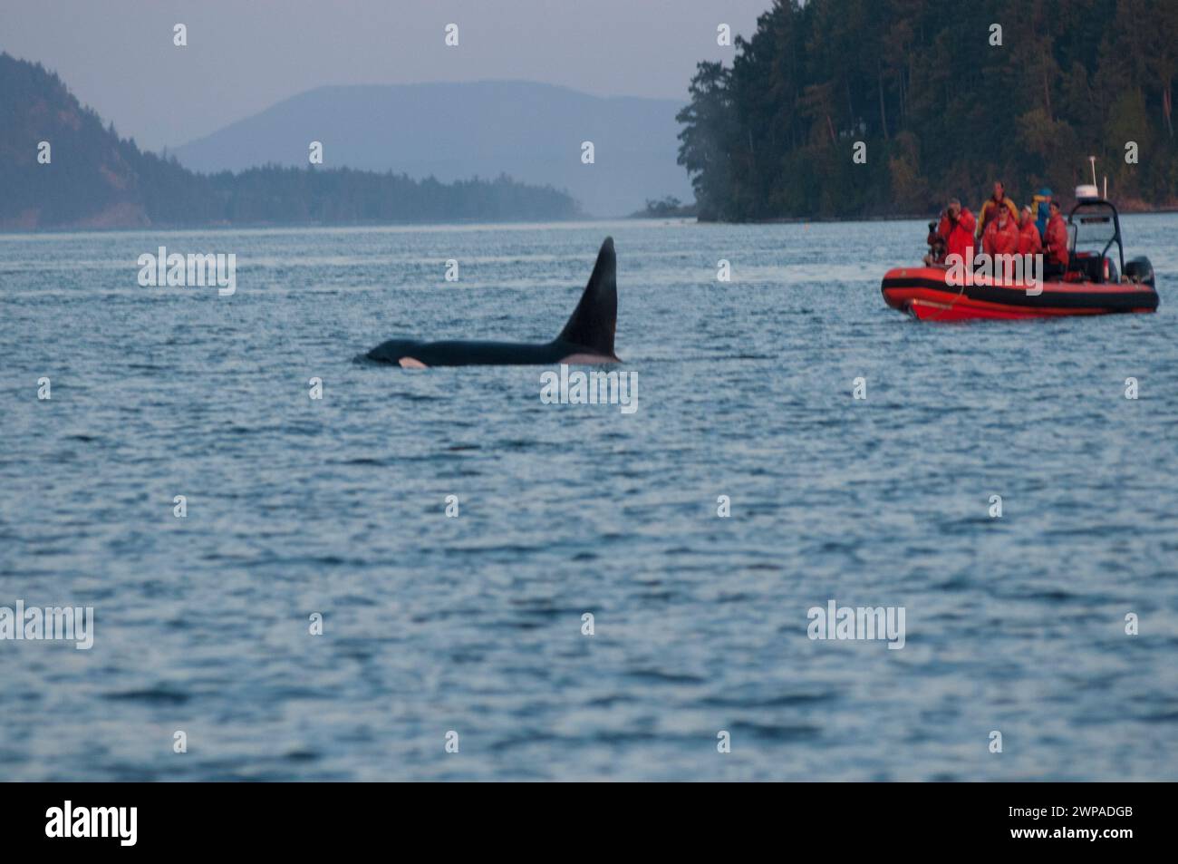 Transient Orca or Bigg's Killer Whale, Salish Sea, British Columbia ...