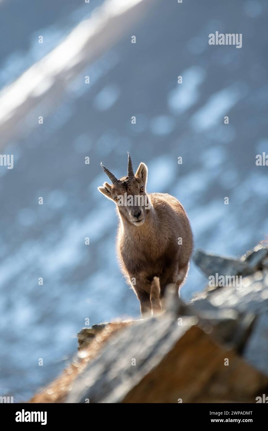 Alpine ibex or wild alpine goat (Female, Capra ibex) standing on rocks ...