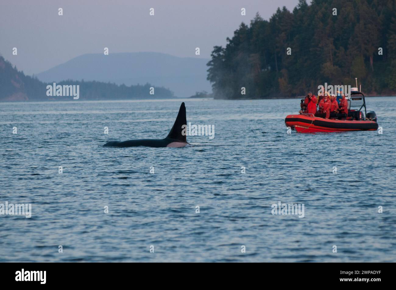 Transient Orca or Bigg's Killer Whale, Salish Sea, British Columbia ...