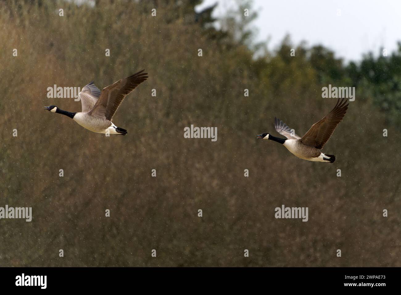Pair of Canada Geese-Branta canadensis in flight. during rainfall Stock ...