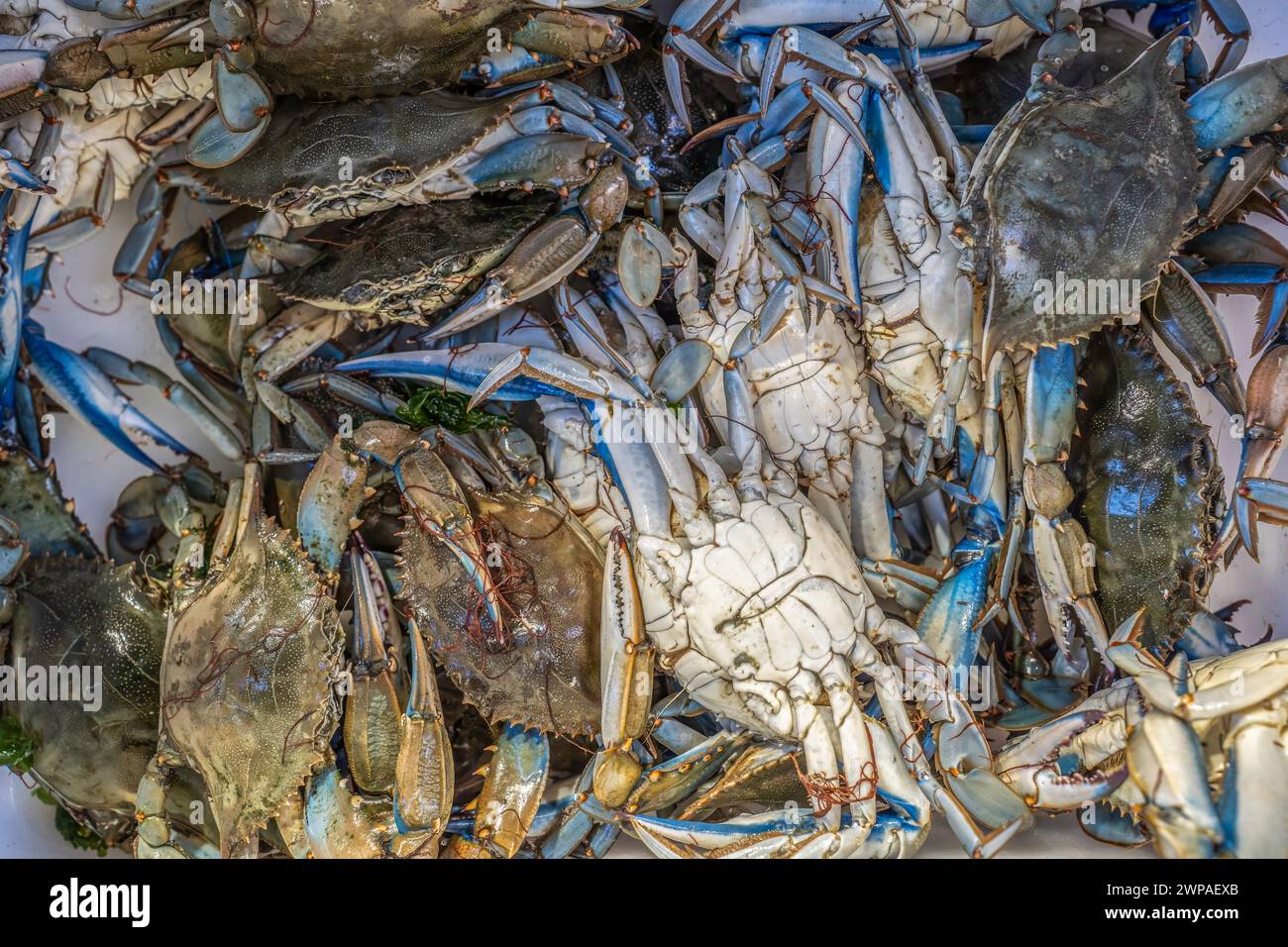 Top-down view many callinectes sapidus blue crabs - These crabs, native ...