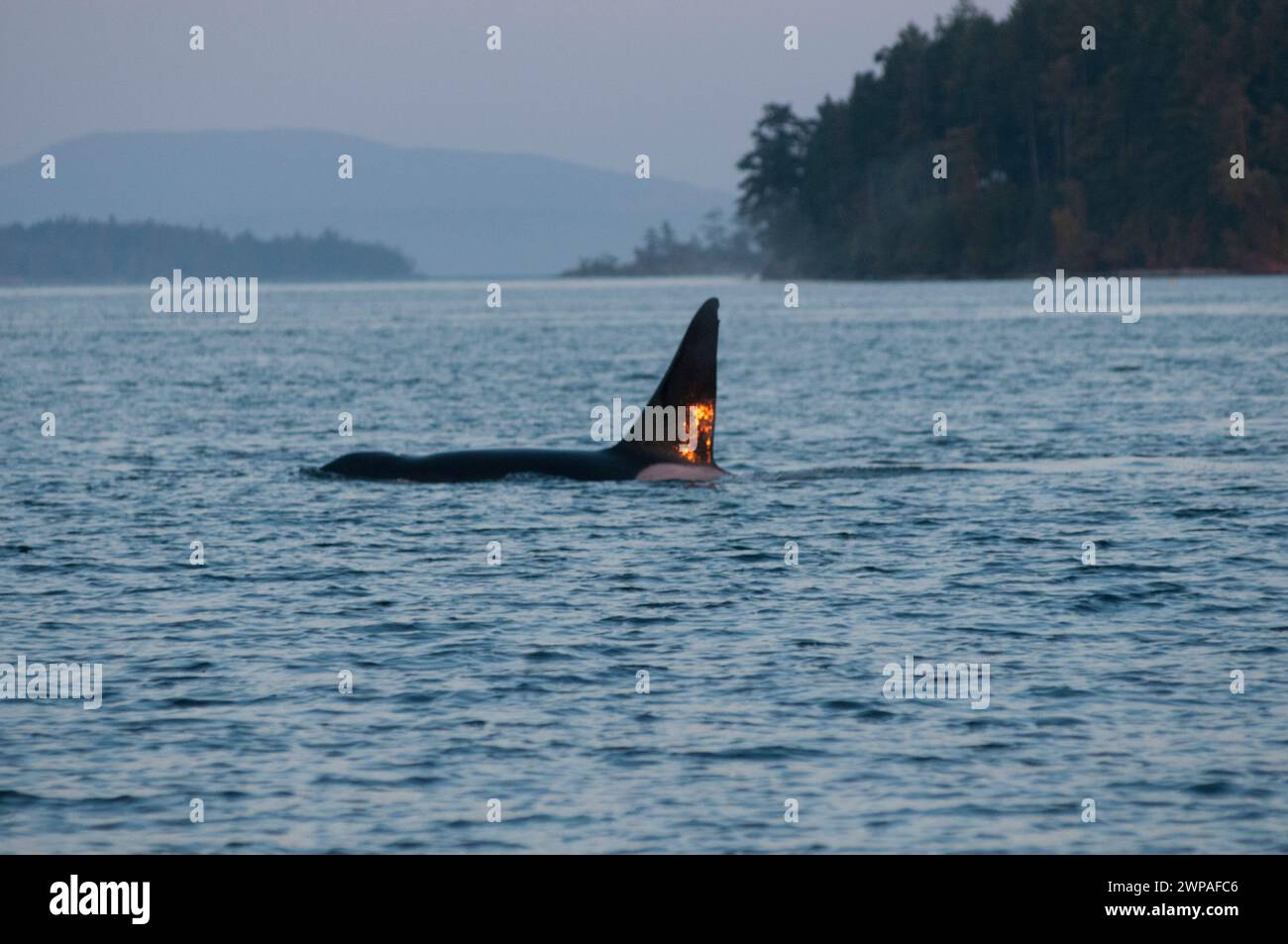 Transient Orca or Bigg's Killer Whale, Salish Sea, British Columbia ...