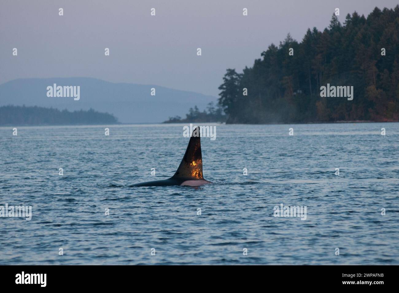 Transient Orca or Bigg's Killer Whale, Salish Sea, British Columbia ...
