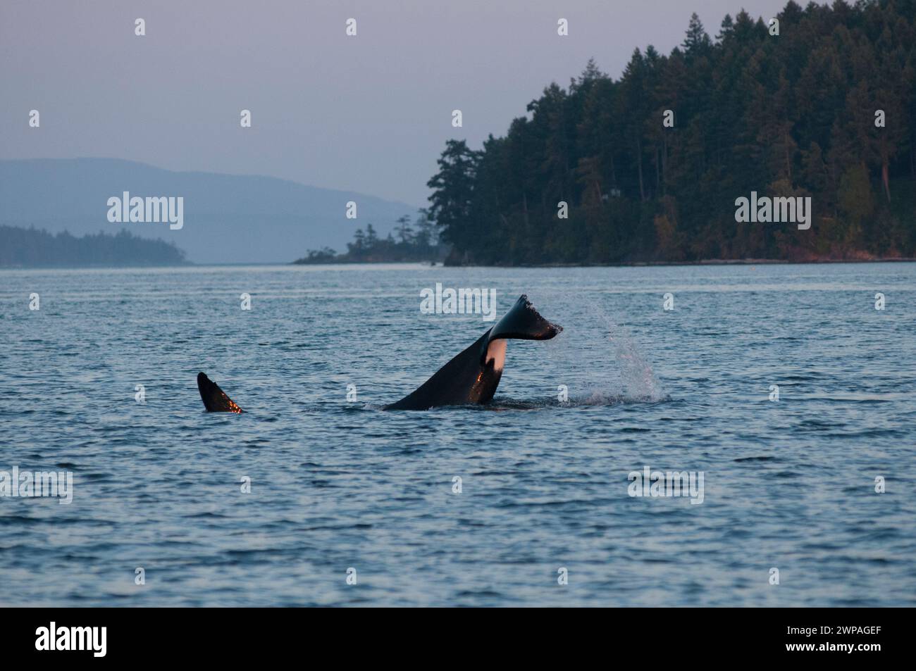 Transient Orca or Bigg's Killer Whale, Salish Sea, British Columbia ...