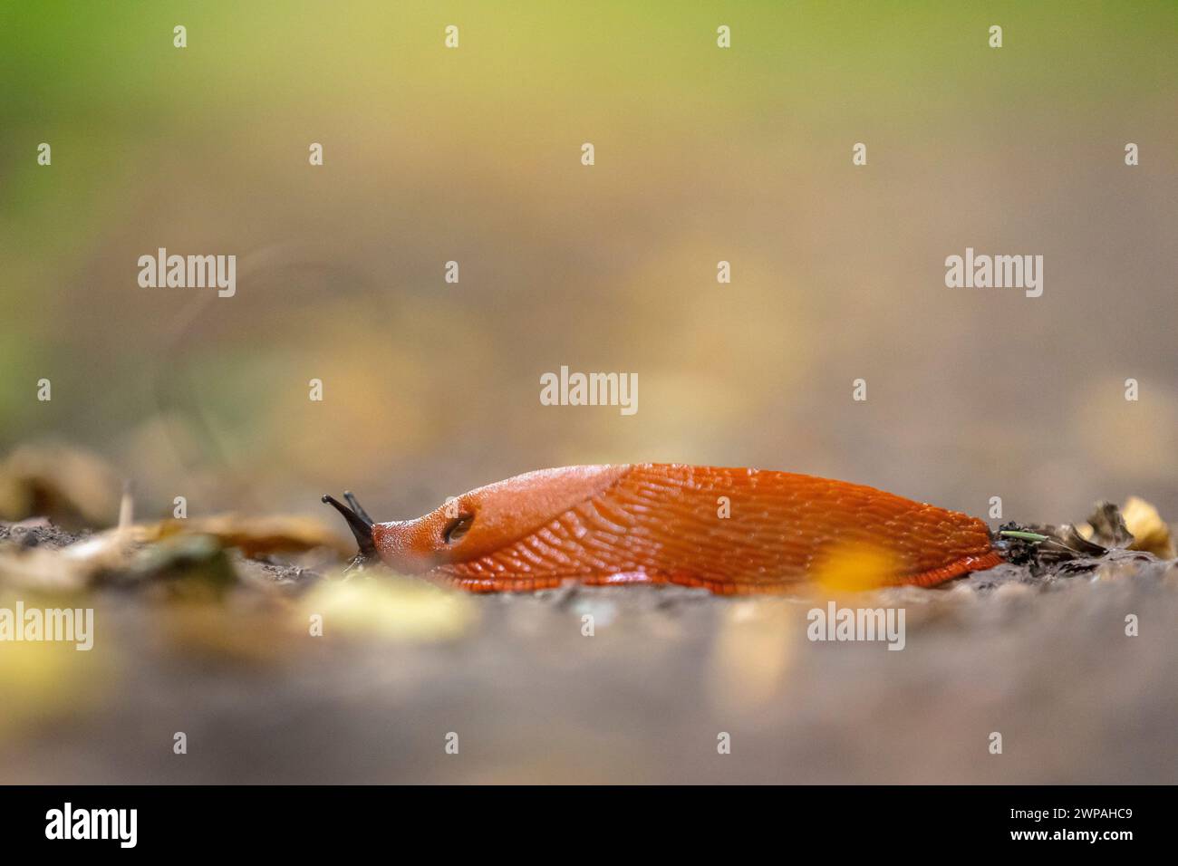 Closeup of a Large european red slug, Arion Rufus, crawling in a ...