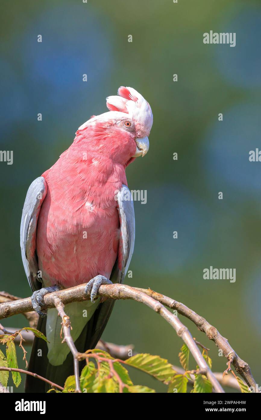 The galah, Eolophus roseicapilla, also known as the rose-breasted ...