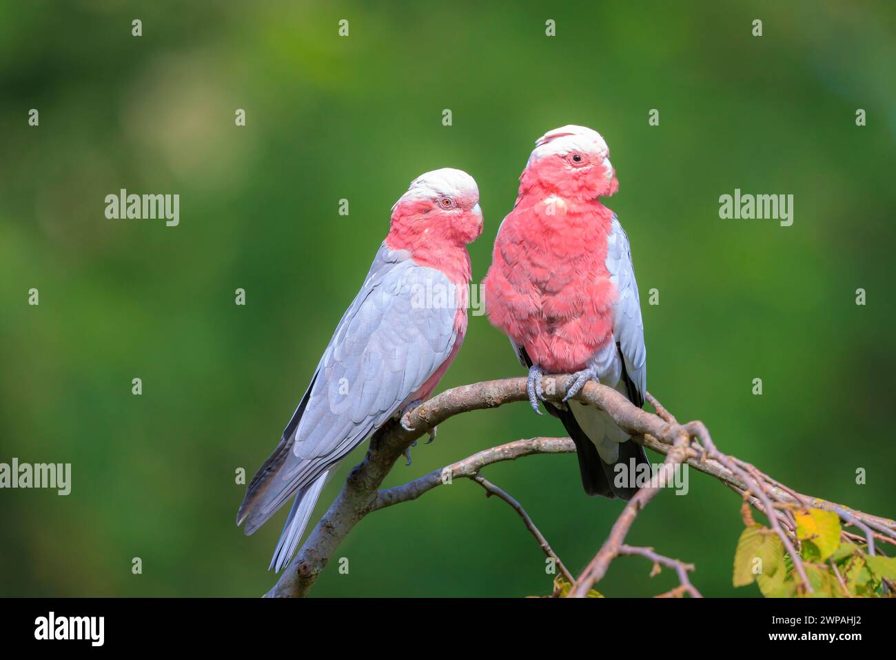 The galah, Eolophus roseicapilla, also known as the rose-breasted ...