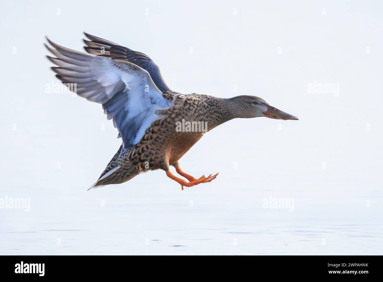 Female northern shoveler in flight hi-res stock photography and images - Alamy