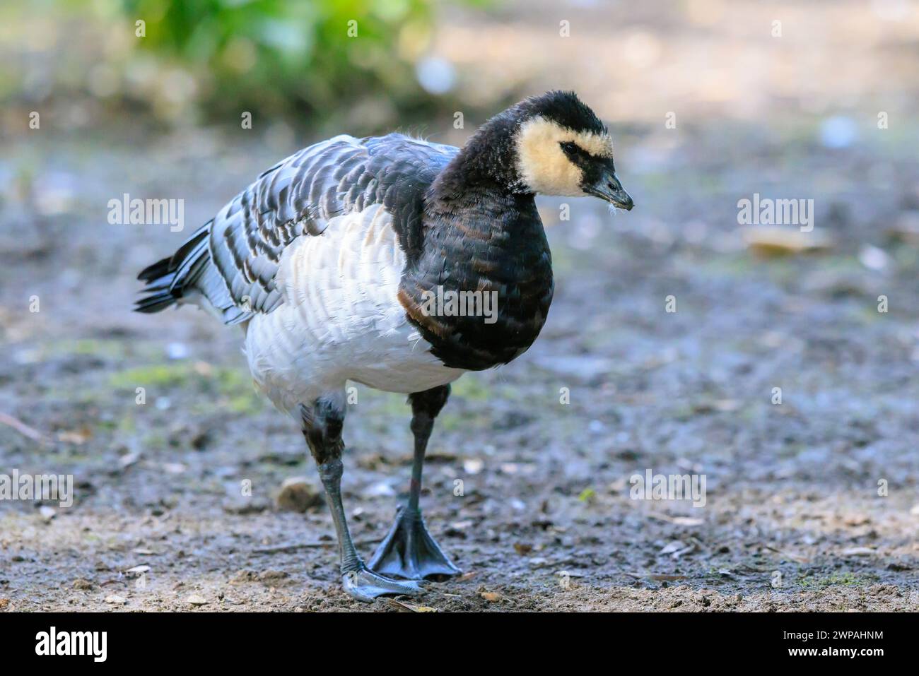 Eurasian goose species hi-res stock photography and images - Alamy