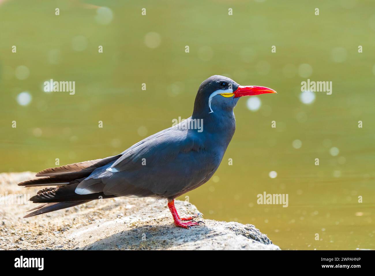 The Inca tern Larosterna inca bird has dark grey body, white moustache ...