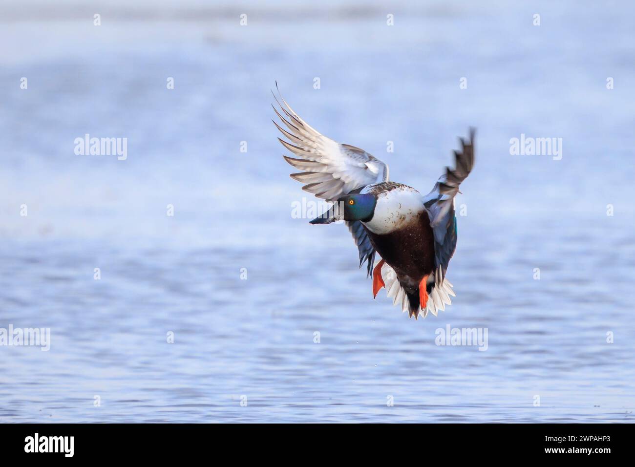 Northern shoveler male waterfowl Spatula clypeata or Anas clypeata, in ...